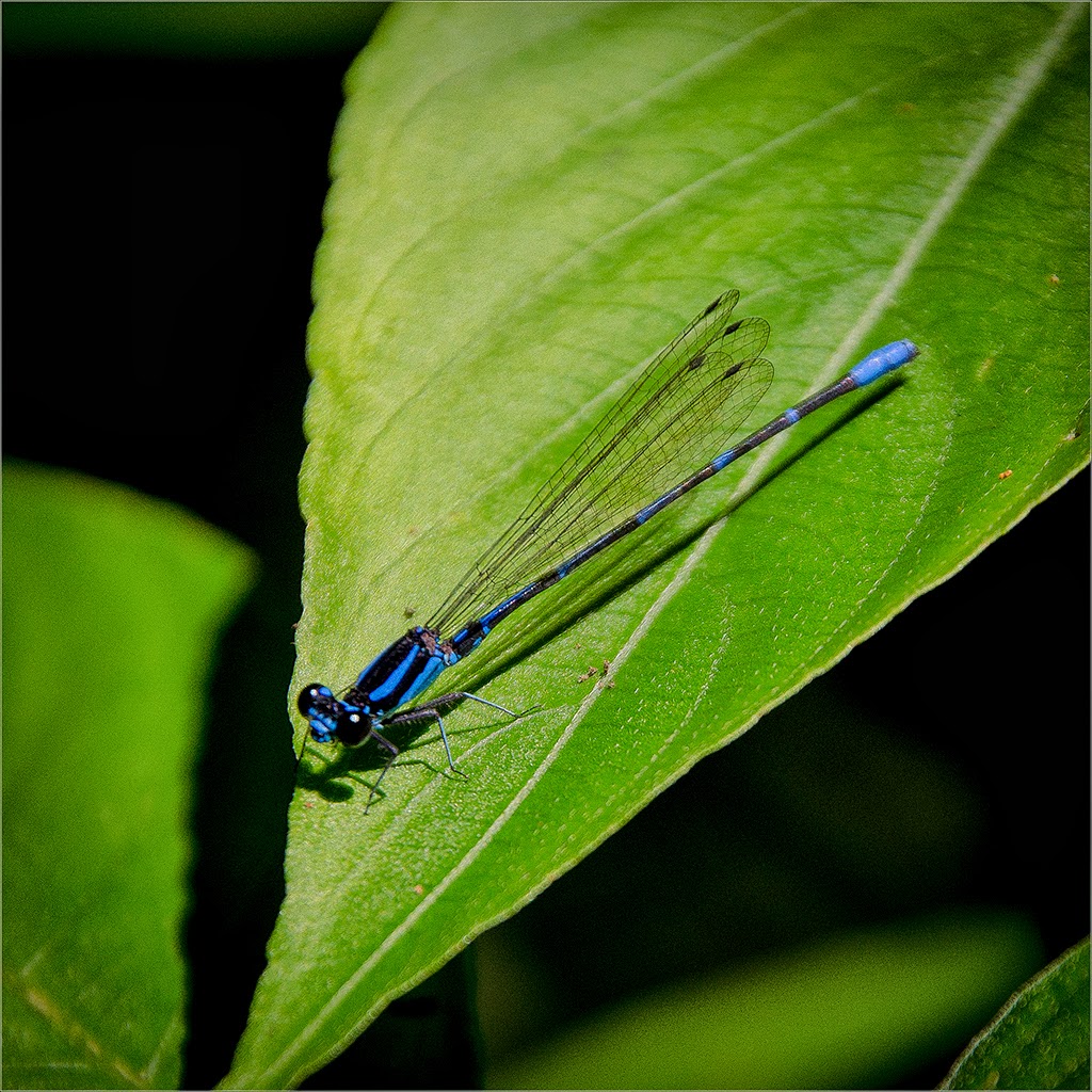 La voz de Víctor H. Mora.: Libélula Azul.