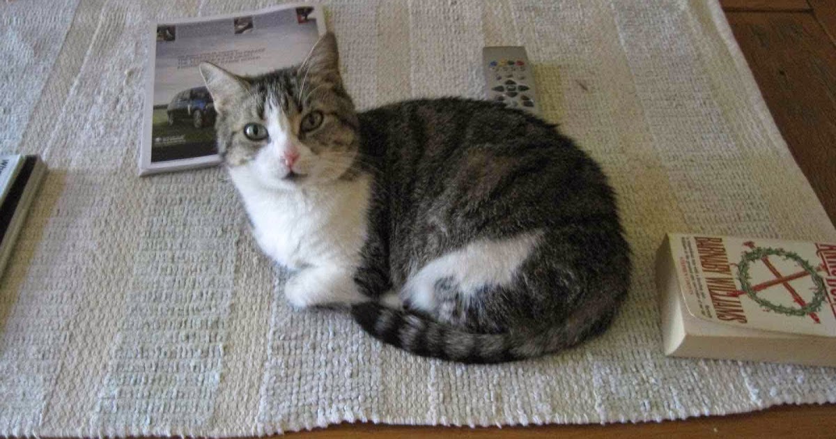 Remove All Stains.com: How to remove pet urine stains