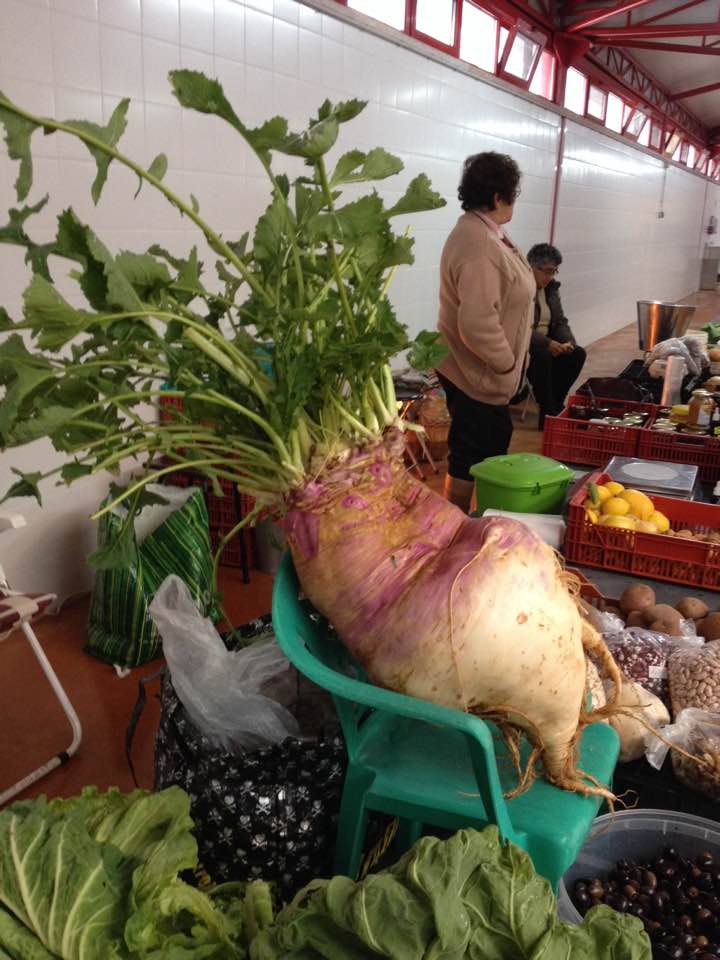 O grande nabo de Ferreira do Zêzere | Região do Zezere