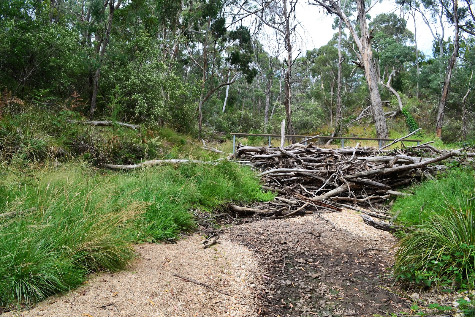 Goin' Feral One Day At A Time: Creswick Forest, Creswick Regional Park ...