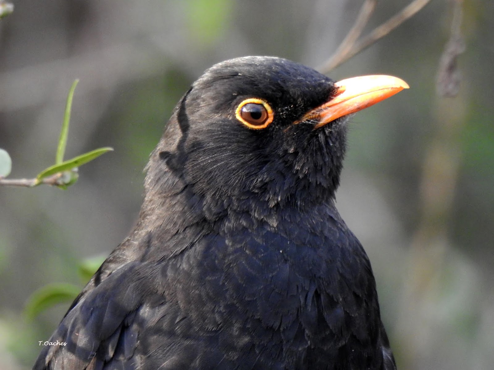 PASARI DIN ROMANIA: MIERLA (1), Turdus merula