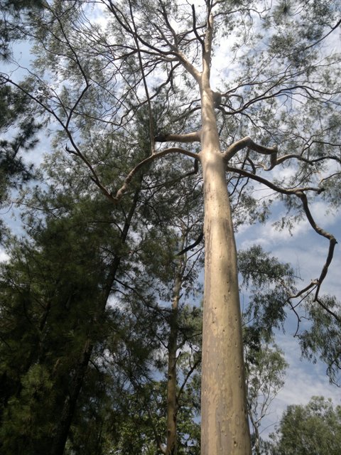 Travel Another India: Discovering Koraput...again!