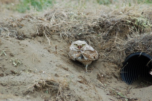 Timeless Environments: Burrowing Owls - Pay No Attention to what the ...