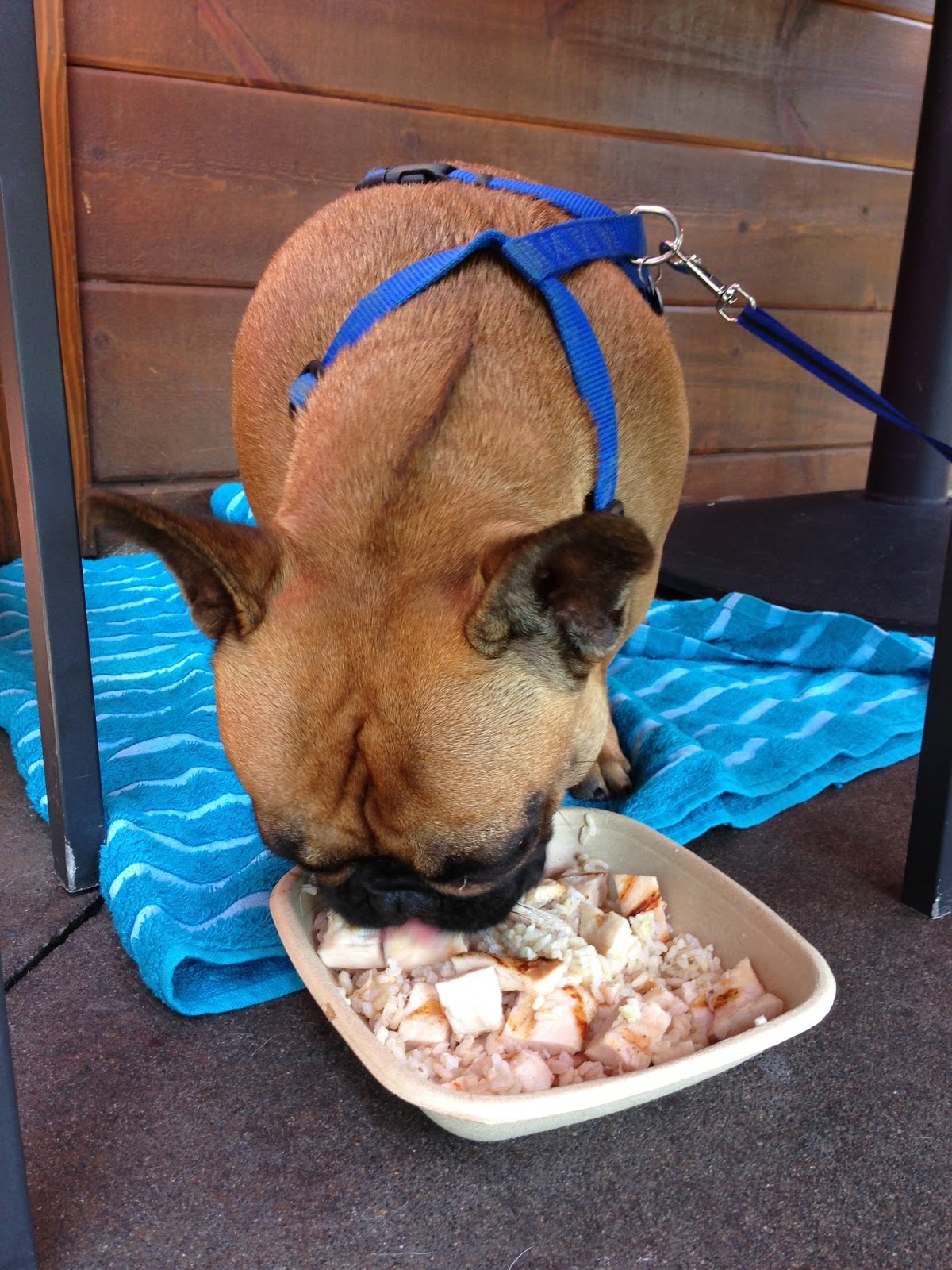 Pawdon My Frenchie: Eating with good company… my dog!