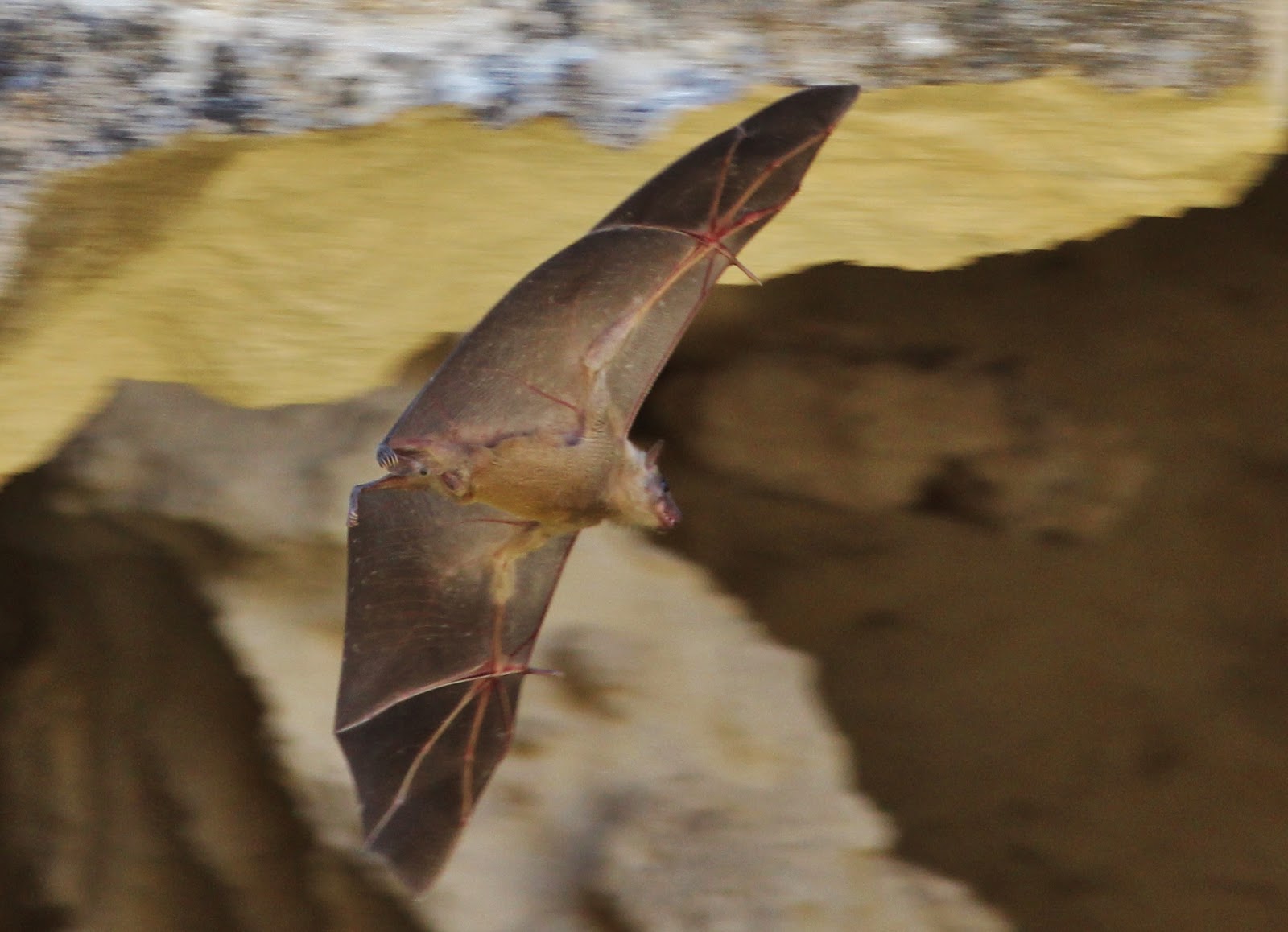 Mammals of Cyprus - Τα θηλαστικά της Κύπρου by George Konstantinou ...