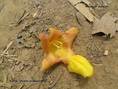 Gamar Ful(গামার ফুল) - Gmelina arborea