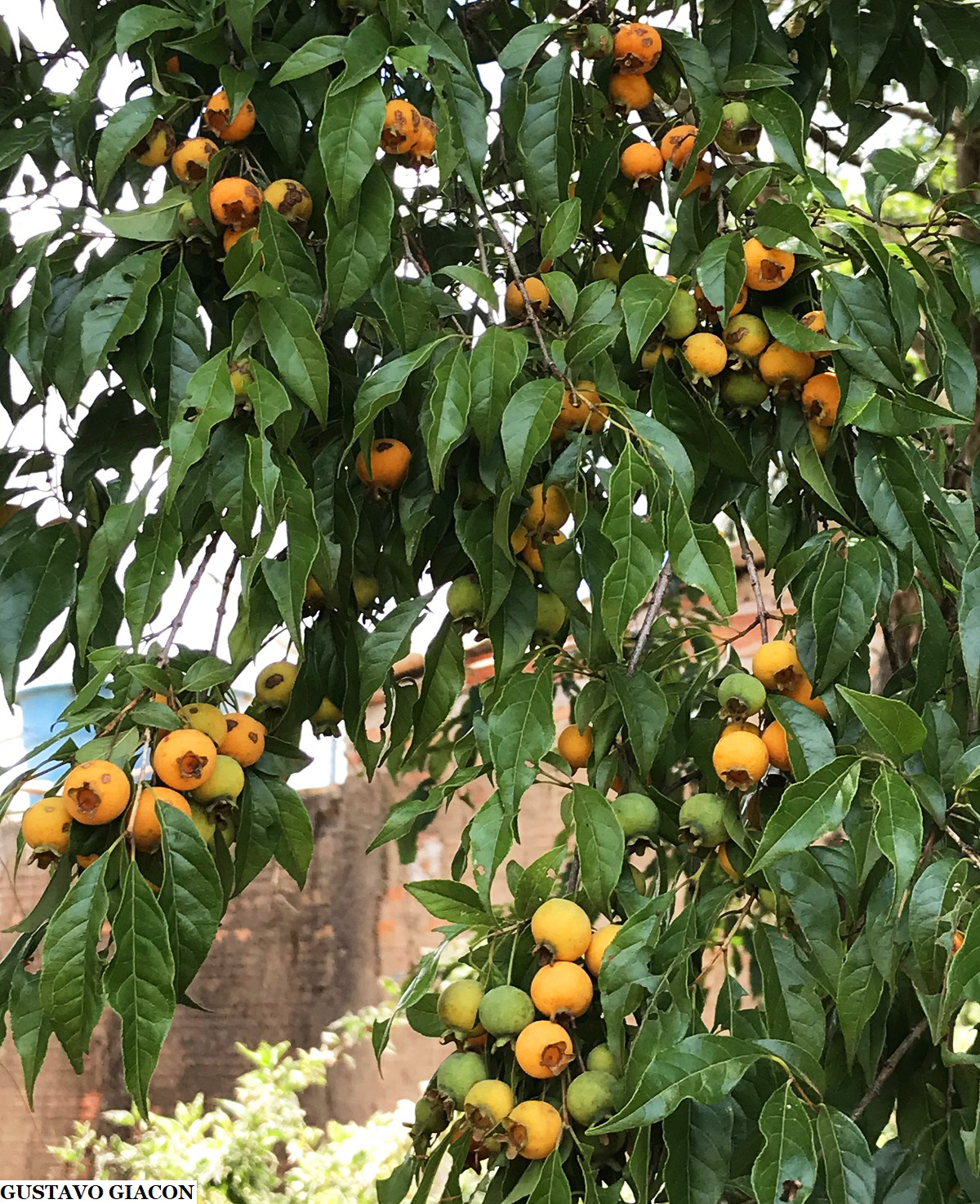 Viveiro Ciprest - Plantas Nativas e Exóticas: Guabiroba Laranja ou ...