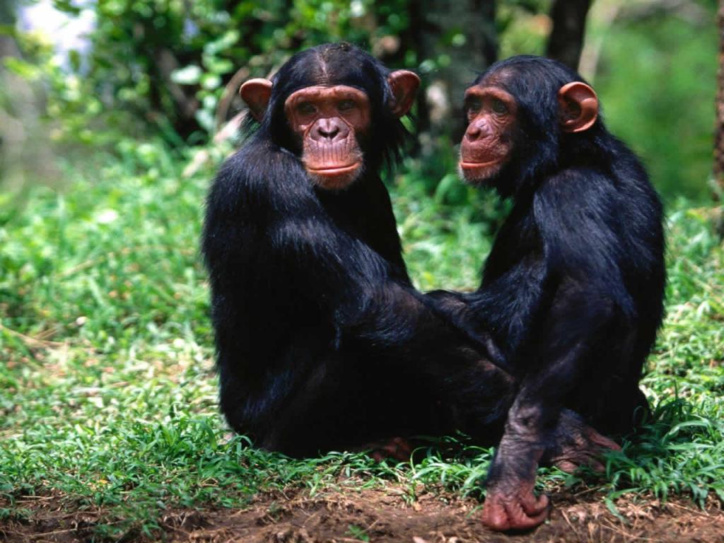 Image d'Animaux: Belle photo de deux singes
