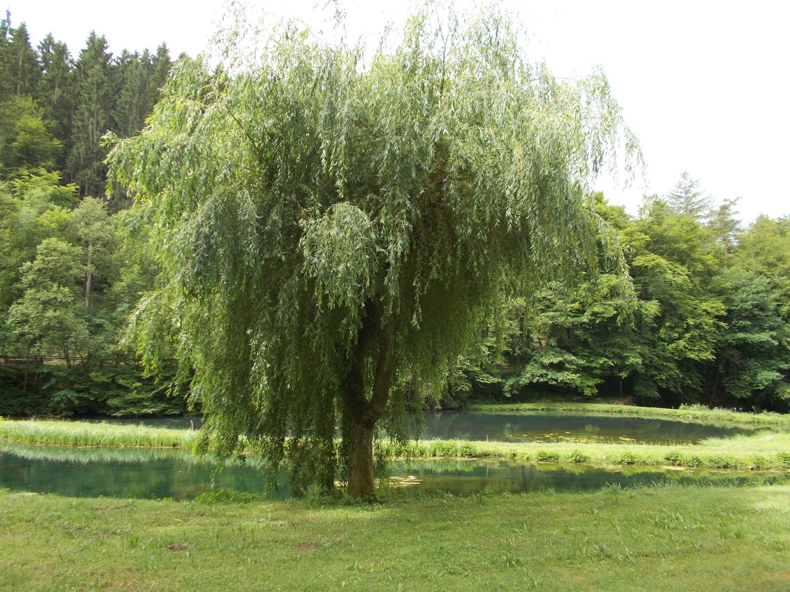 Gudde Moien zu Lëtzebuerg: Company Outing