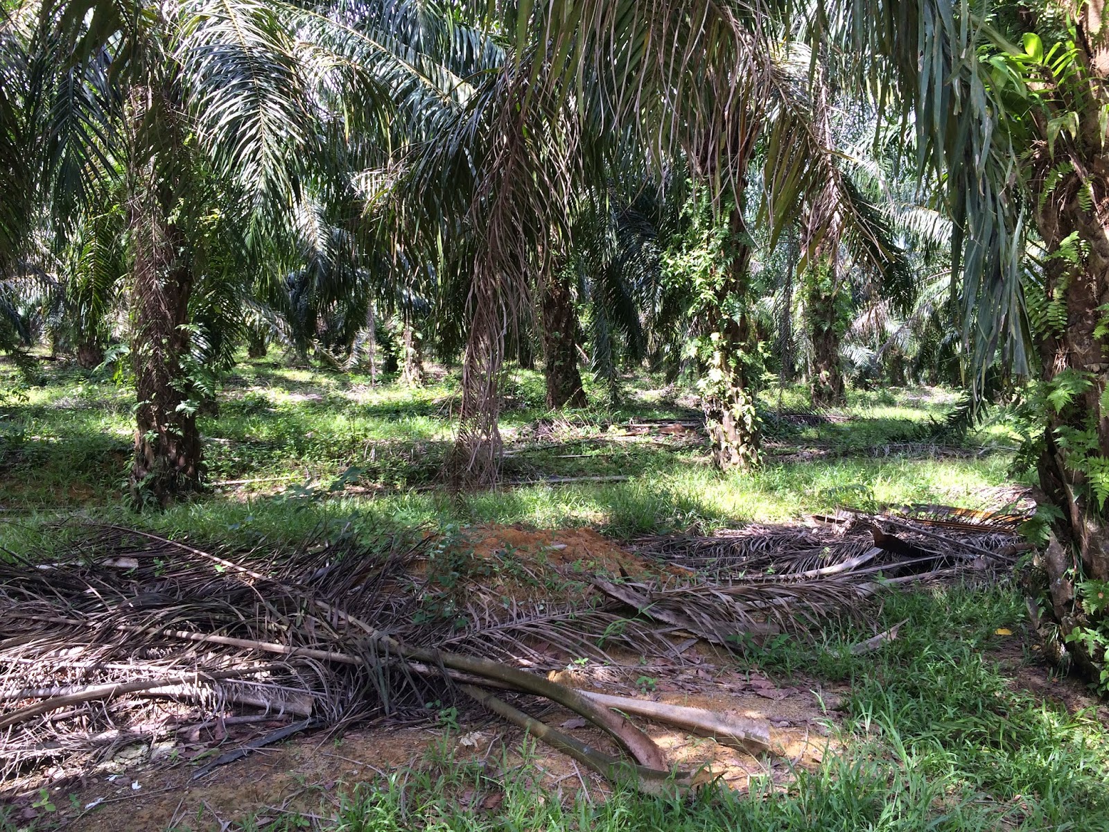 Jual Beli Tanah Negeri Sembilan : Tanah Kebun Sawit, Ulu Gemencheh ...