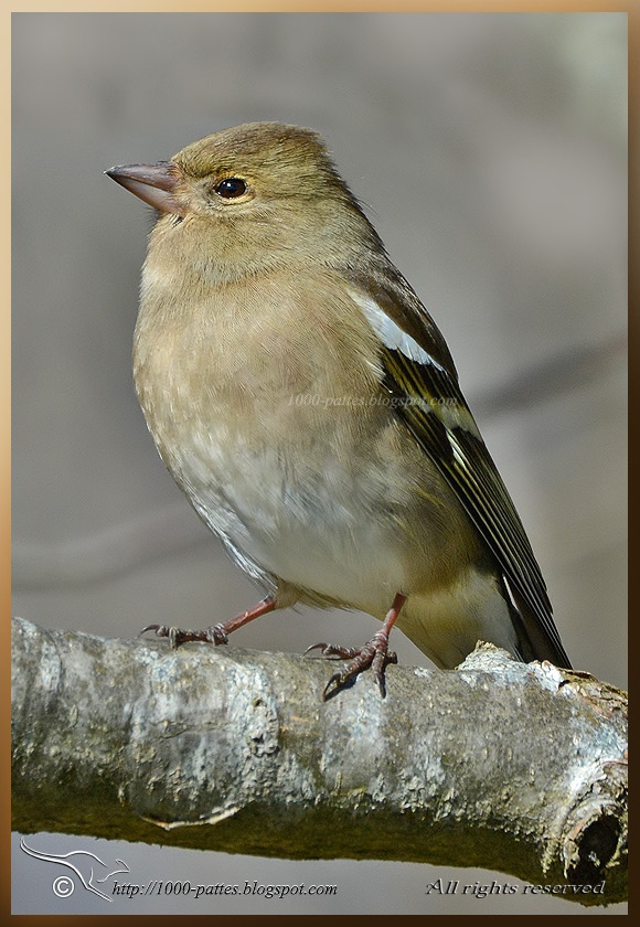 WILDLIFE GATEWAY: Le Pinson des arbres