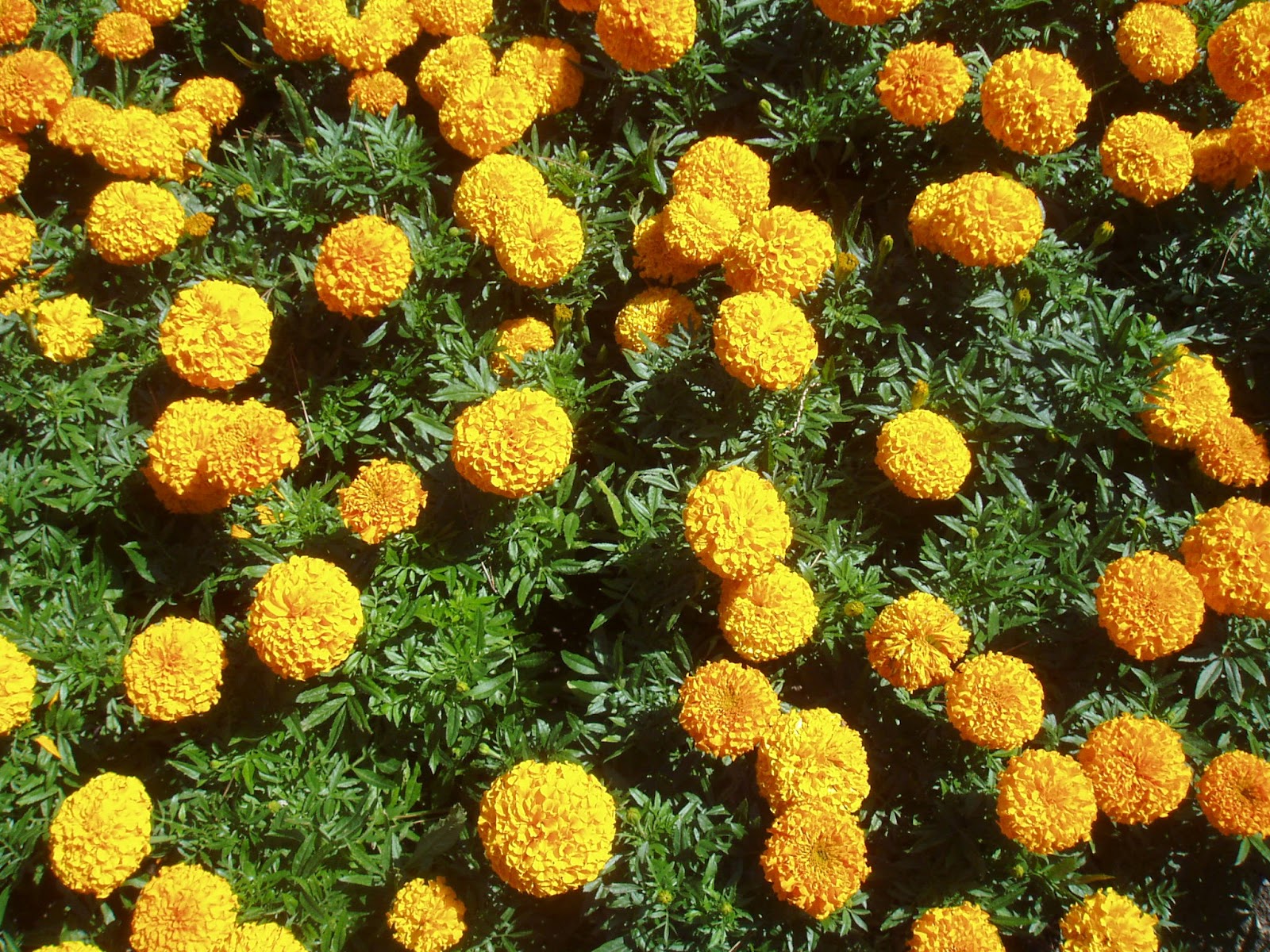 TAGETE: Tagetes erecta | Plantas rioMoros