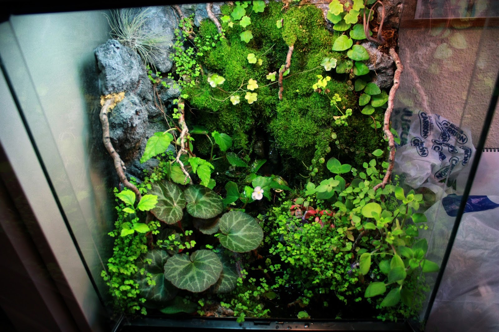 Terrarium Designer: Terrario fuente natural 45x45x60 cm