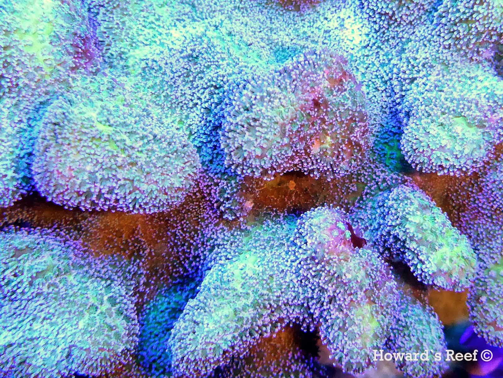 Howard`s Reef: I really admire Stylophora Corals!