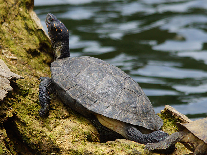 Genus Melanochelys - Kura kura Hitam India (Indian black Turtle ...