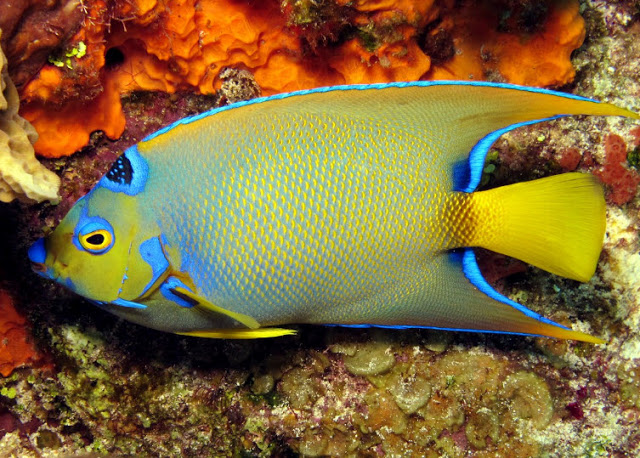 Queen Angelfish Facts And New Pictures | All Wildlife Photographs