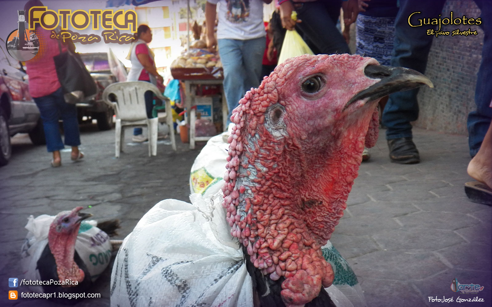 Fototeca de Poza Rica: El Guajolote o "Conito"