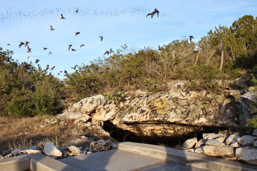 Antshrike's Bird Blog: Kickapoo Cavern State Park or "Holy Bat Cave ...