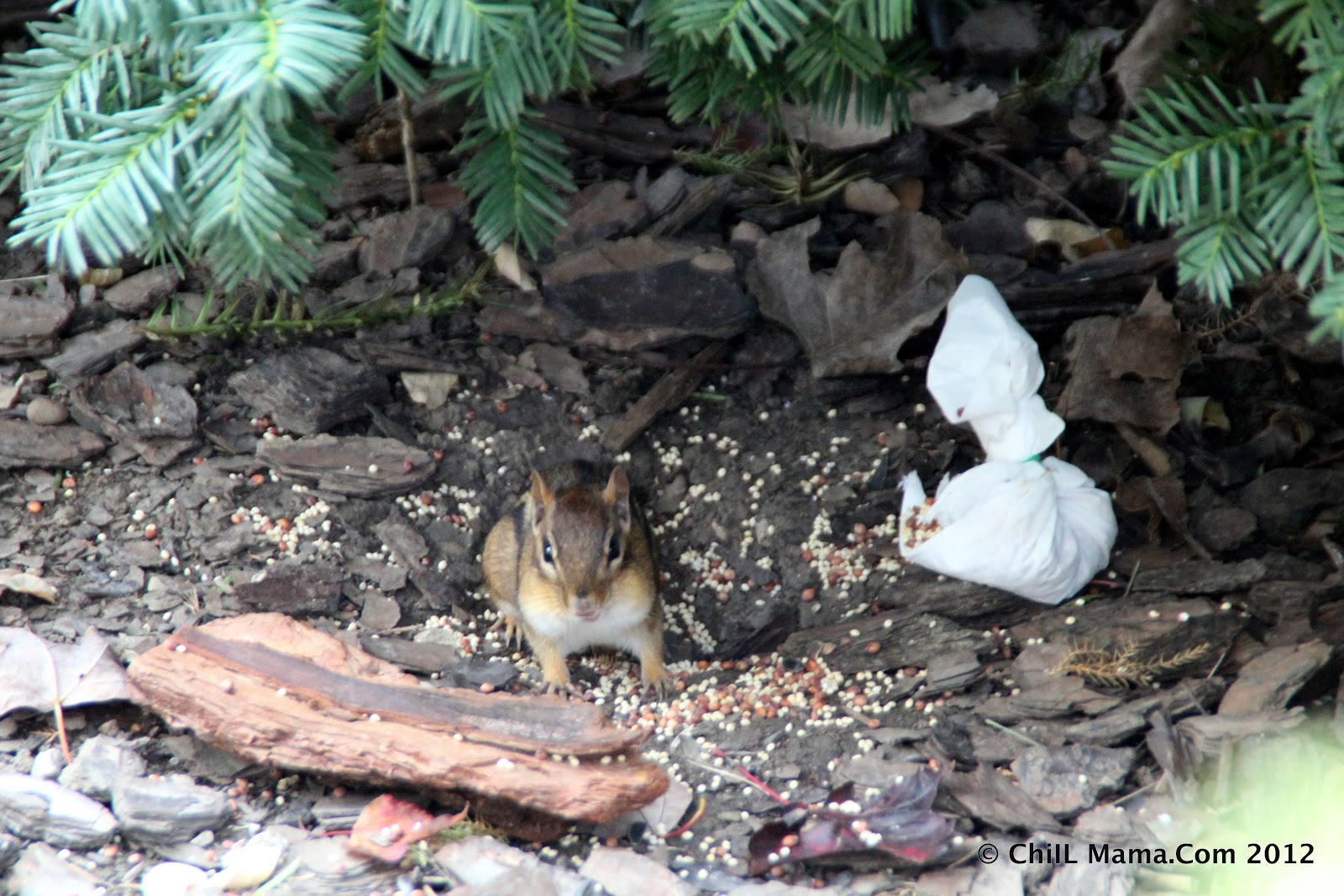 ChiIL Mama : Chipmunk N Children #Ohio #nature