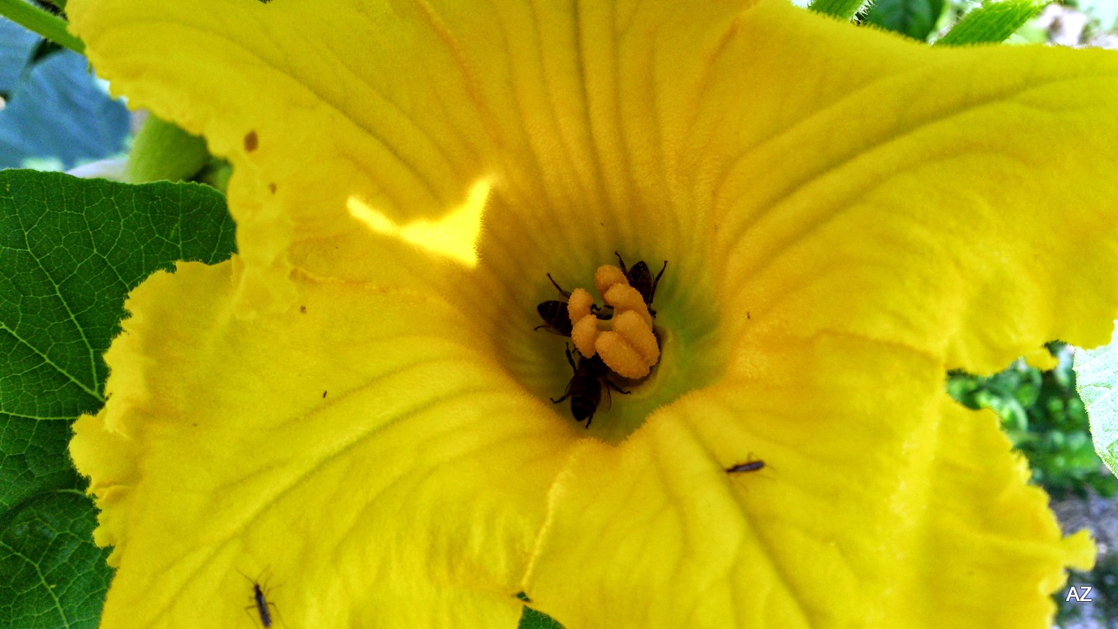 Pelo Nariz Adentro: Abelhas na flor da aboboreira.