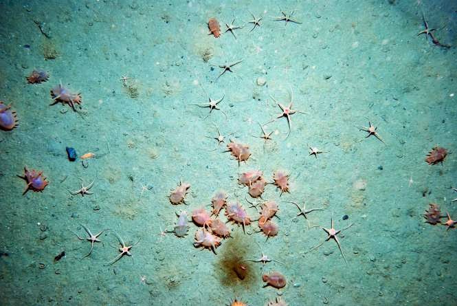 Scotoplanes (Cerdo de mar)