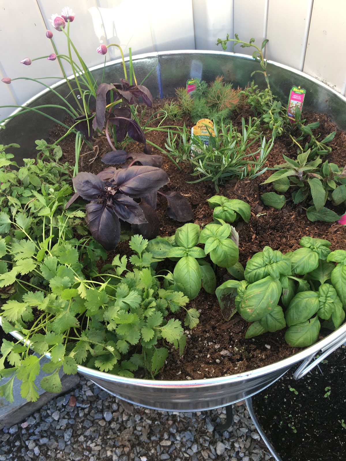 Container Gardening- Bucket of Herbs - The Style Sisters