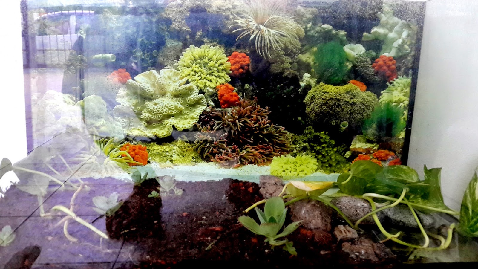 Biomimicry of Frogs - A Study of Nature's Best Ideas