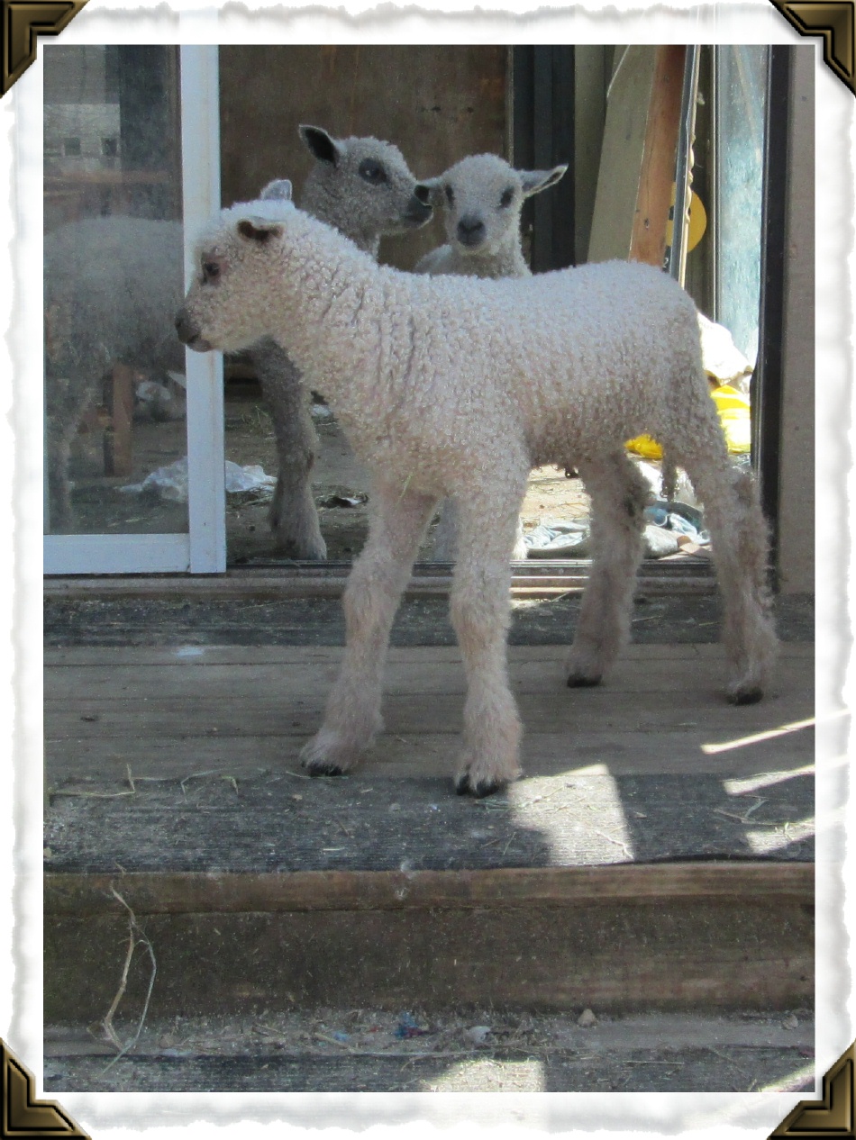 farmjournal: Puzzle, Moon Pie & Sheldon lambies!