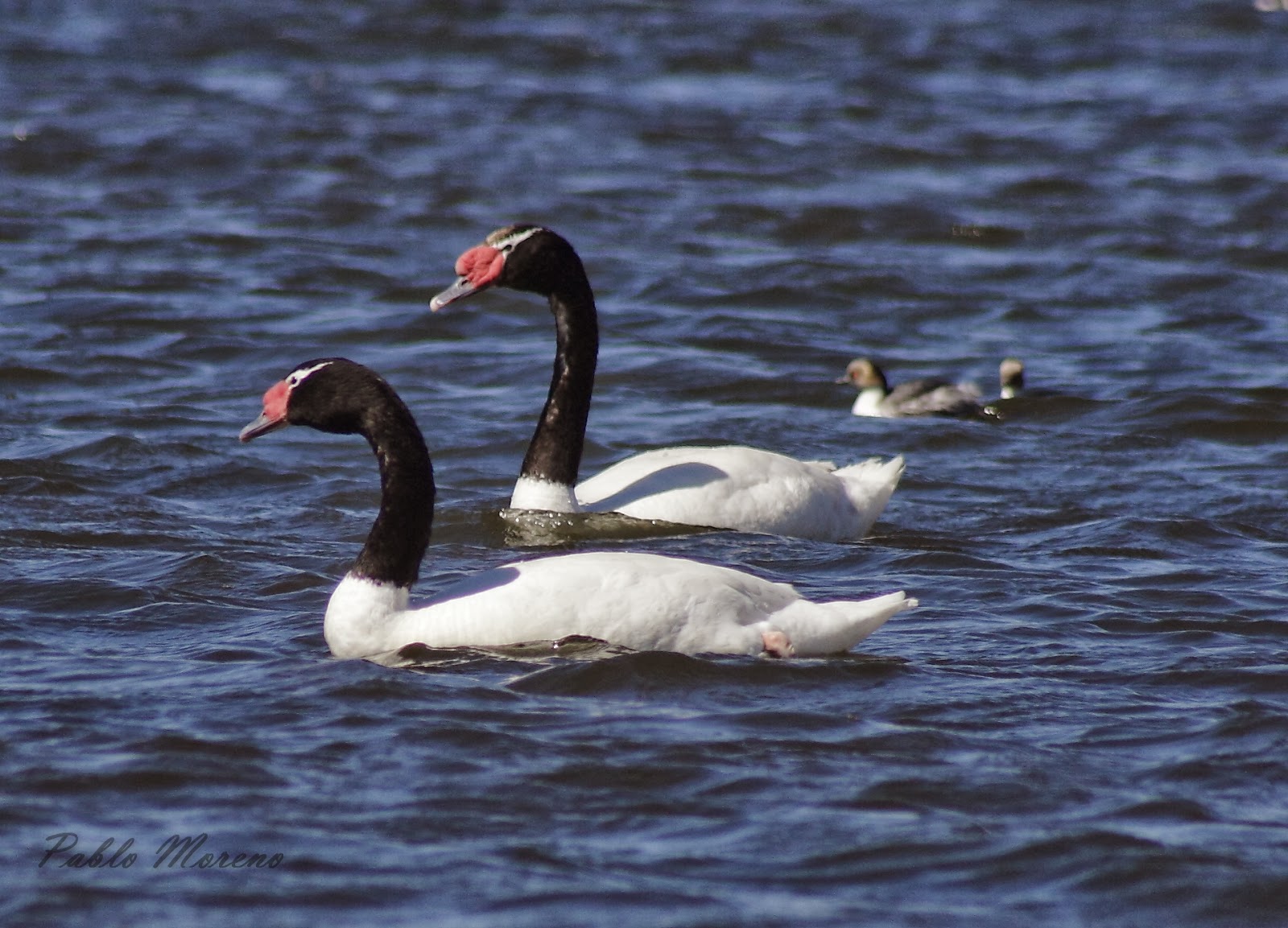 Aves de Mendoza: Cisne cuello negro(Cygnus melancoryphus)