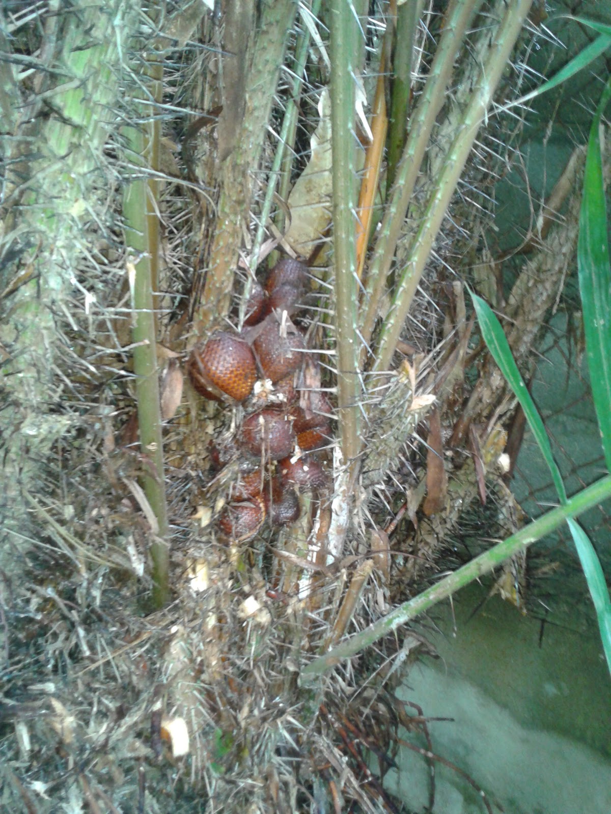 Pokok Salak - Salacca Zalacca