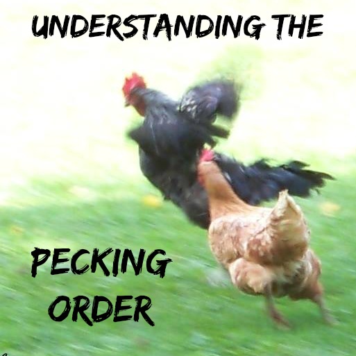 Understanding the Pecking Order - The (mis)Adventures of a Homesteadin ...