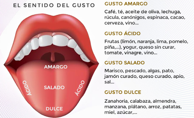LOS SENTIDOS: EL GUSTO ~ MY ENGLISH AND SCIENCE