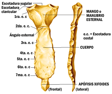 FISIOTERAPIA: HUESOS
