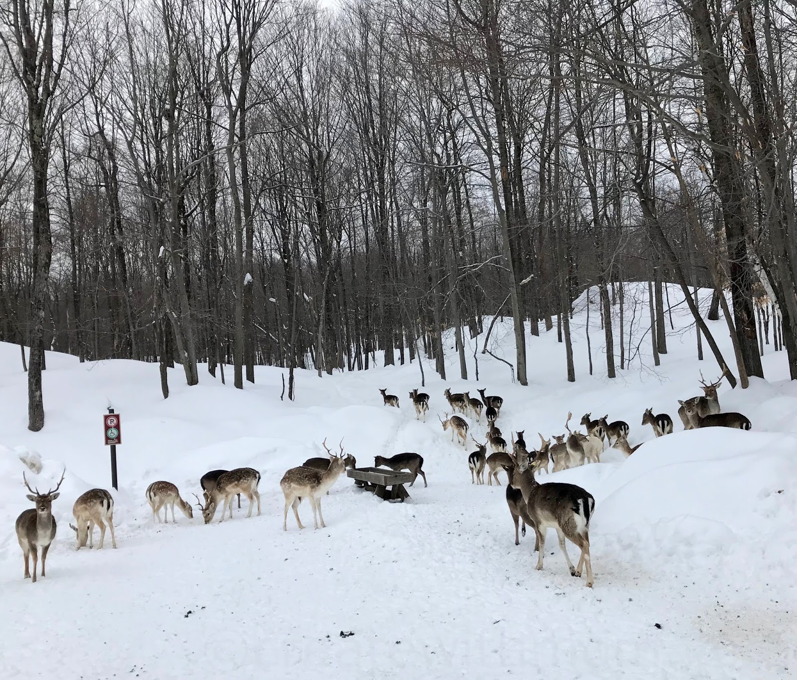 Create With Mom: Beauty of Canadian Wildlife in Winter at Parc Omega