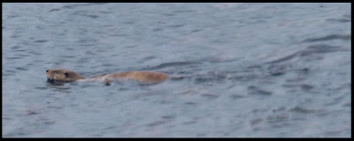 Caroline Gill: Poetry and Other Writing: Magazine Moment ~ Reach Poetry ...