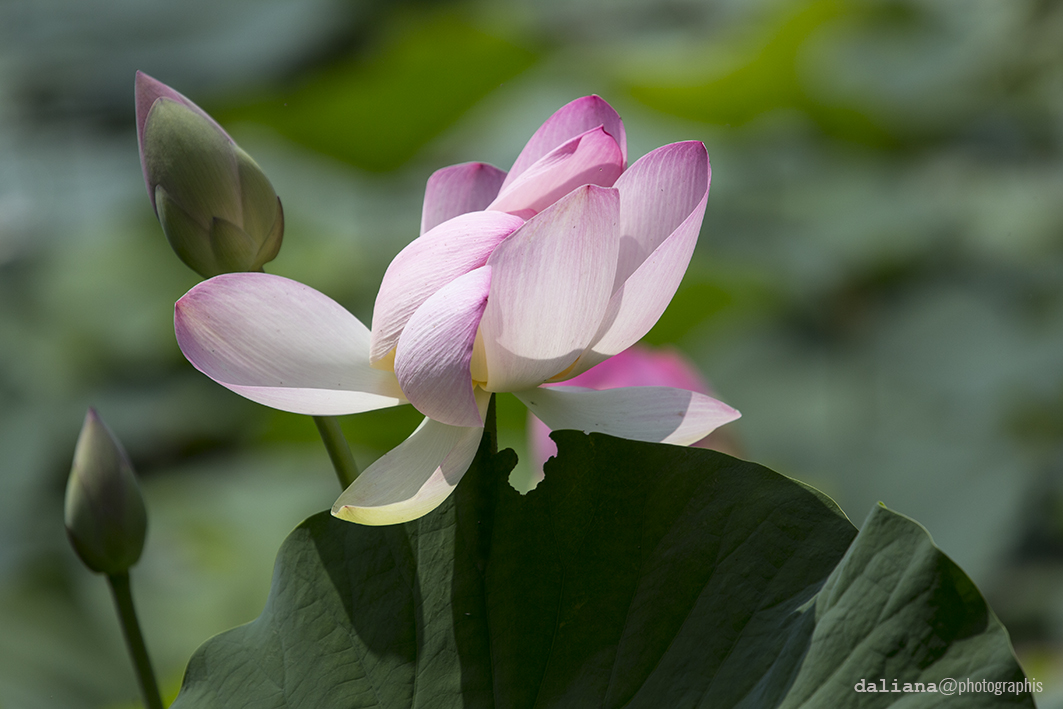 Photographis: Lotusi in Parcul Circului