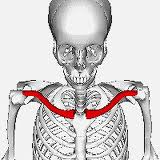 antropoloji.blogspot.com.tr: Clavicle 3D Rotation