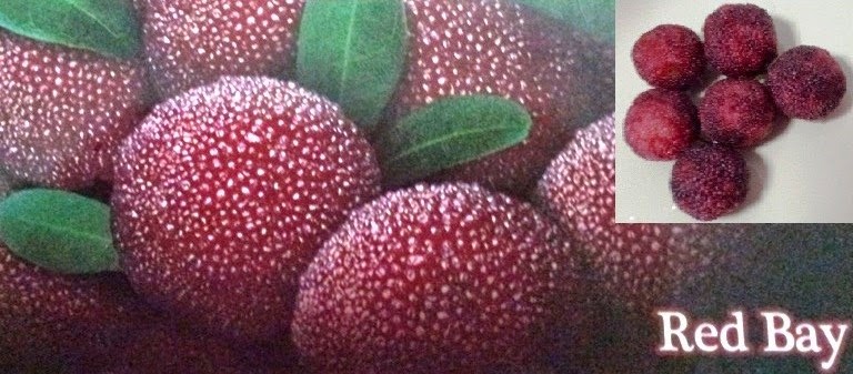 Loving Kindness@Samsara: Exotic Fruit....Red Bayberry (Myrica rubra)