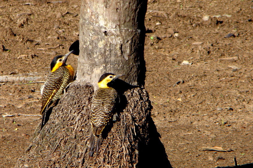 Vamos falar do Cerrado?: Fauna do Cerrado