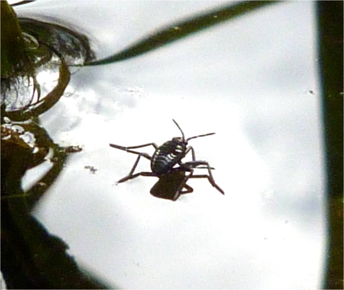 Insects of Scotland: True Bugs