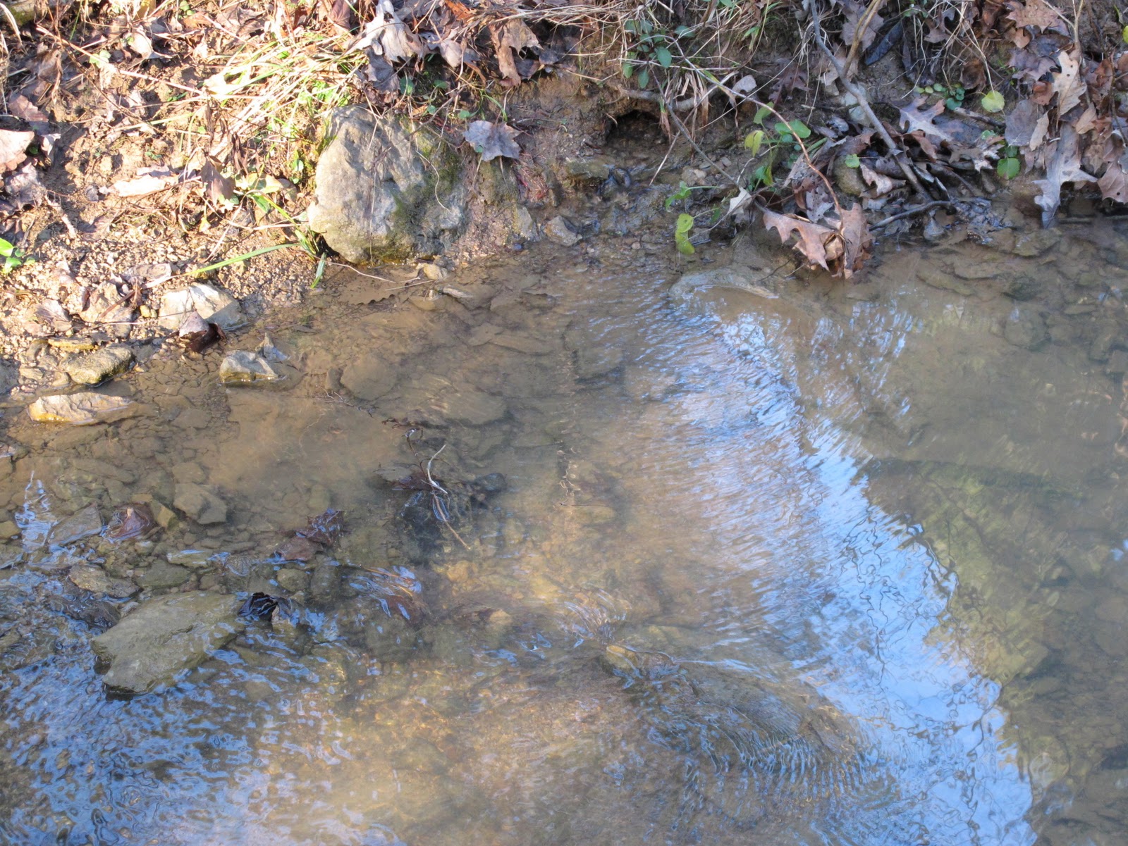 Blue Jay Barrens: Spring Flow