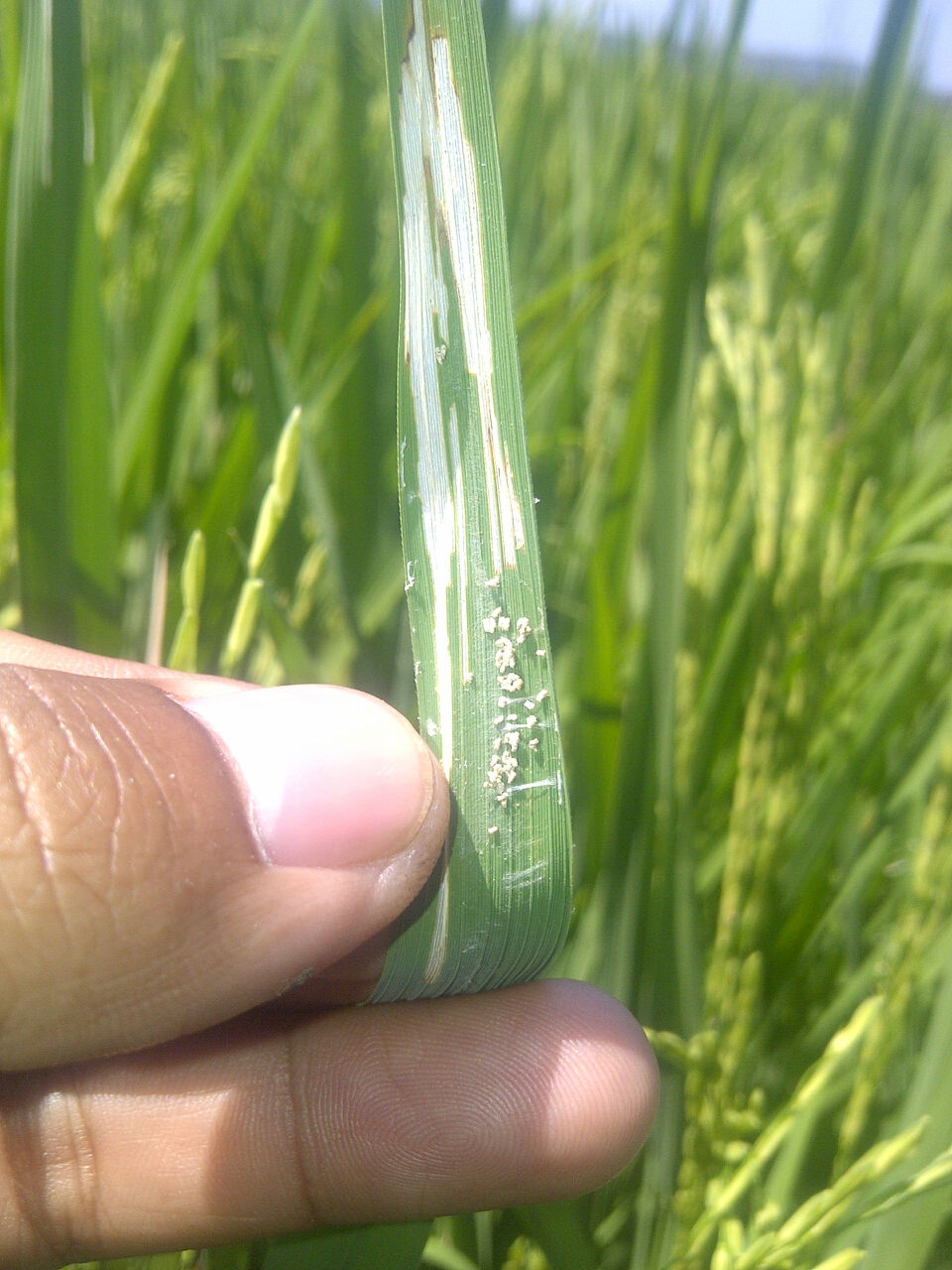 Pupuk Dan Pestisida Khusus Tanaman Padi | Petani Indonesia