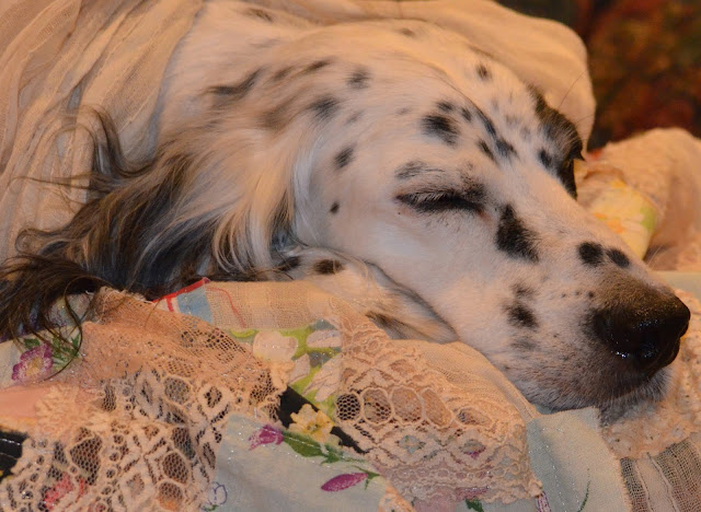 Gundog rescue Claire: Tennyson Dog