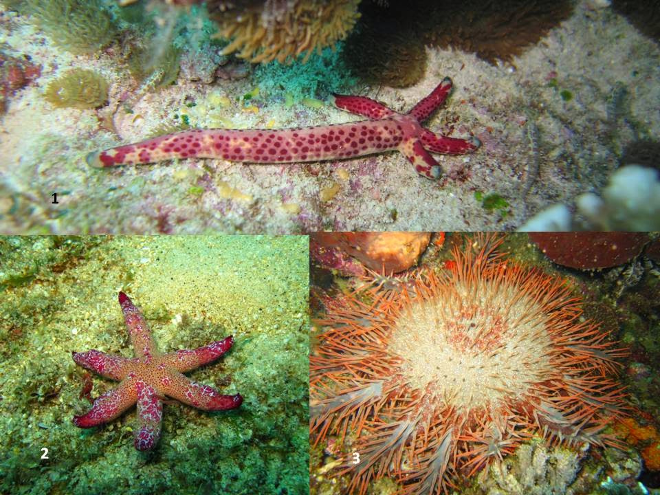 Protejamos las Maravillas del Mar: Los Equinodermos: estrellas del ...