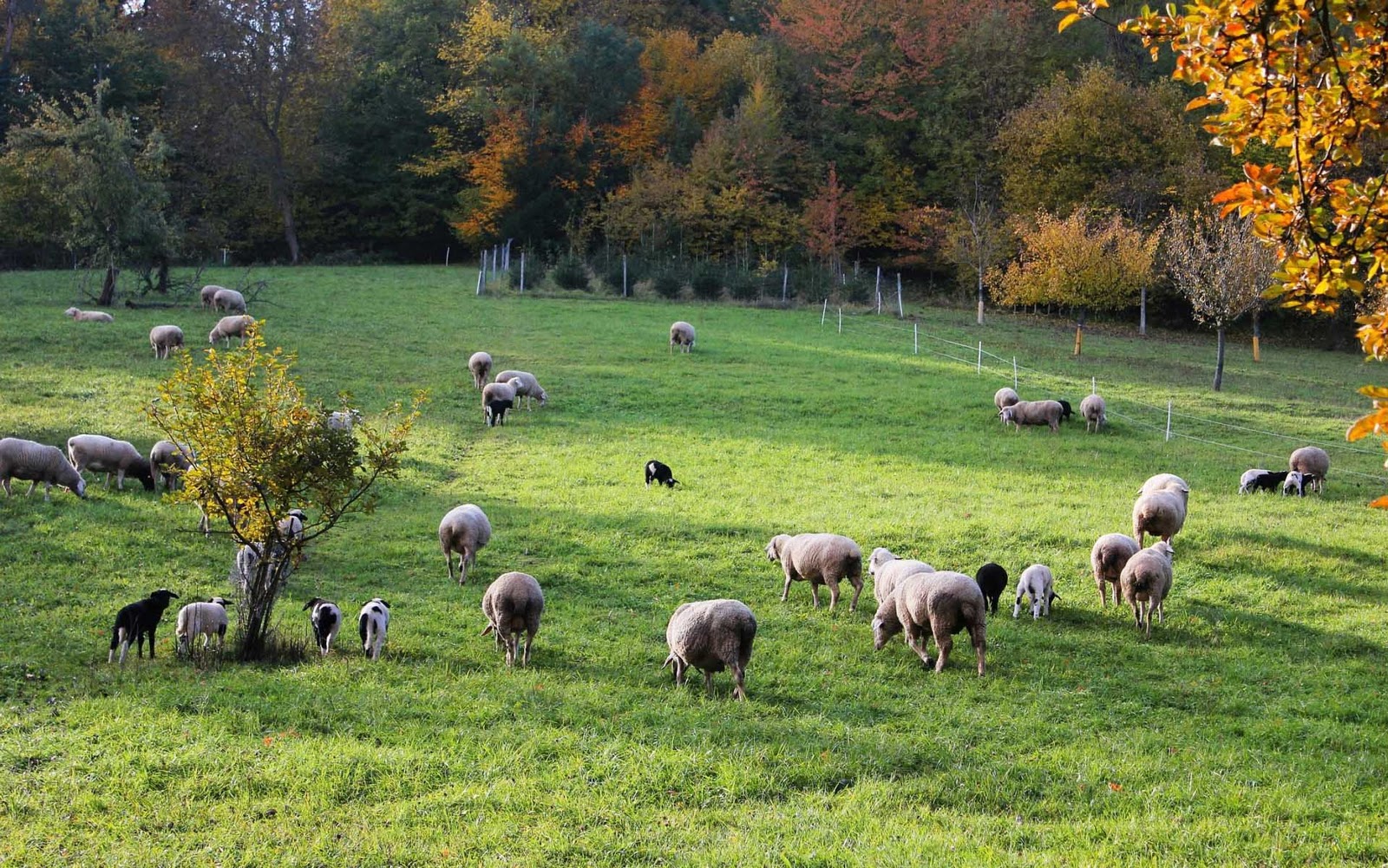 Schapen Achtergronden