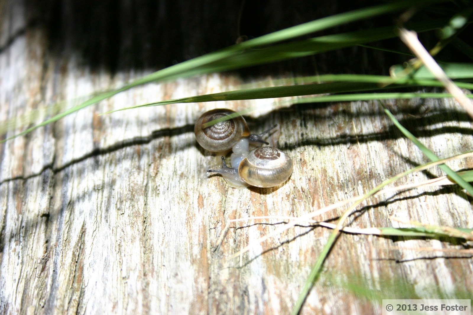 Sluggin' Along: Some Enchanted Evening: Mating Three-toothed Snails