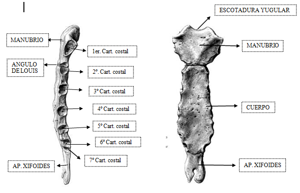 Hueso Esternón - Enciclopedia de Tareas