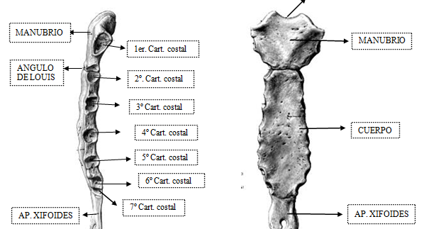 Hueso Esternón - Enciclopedia de Tareas