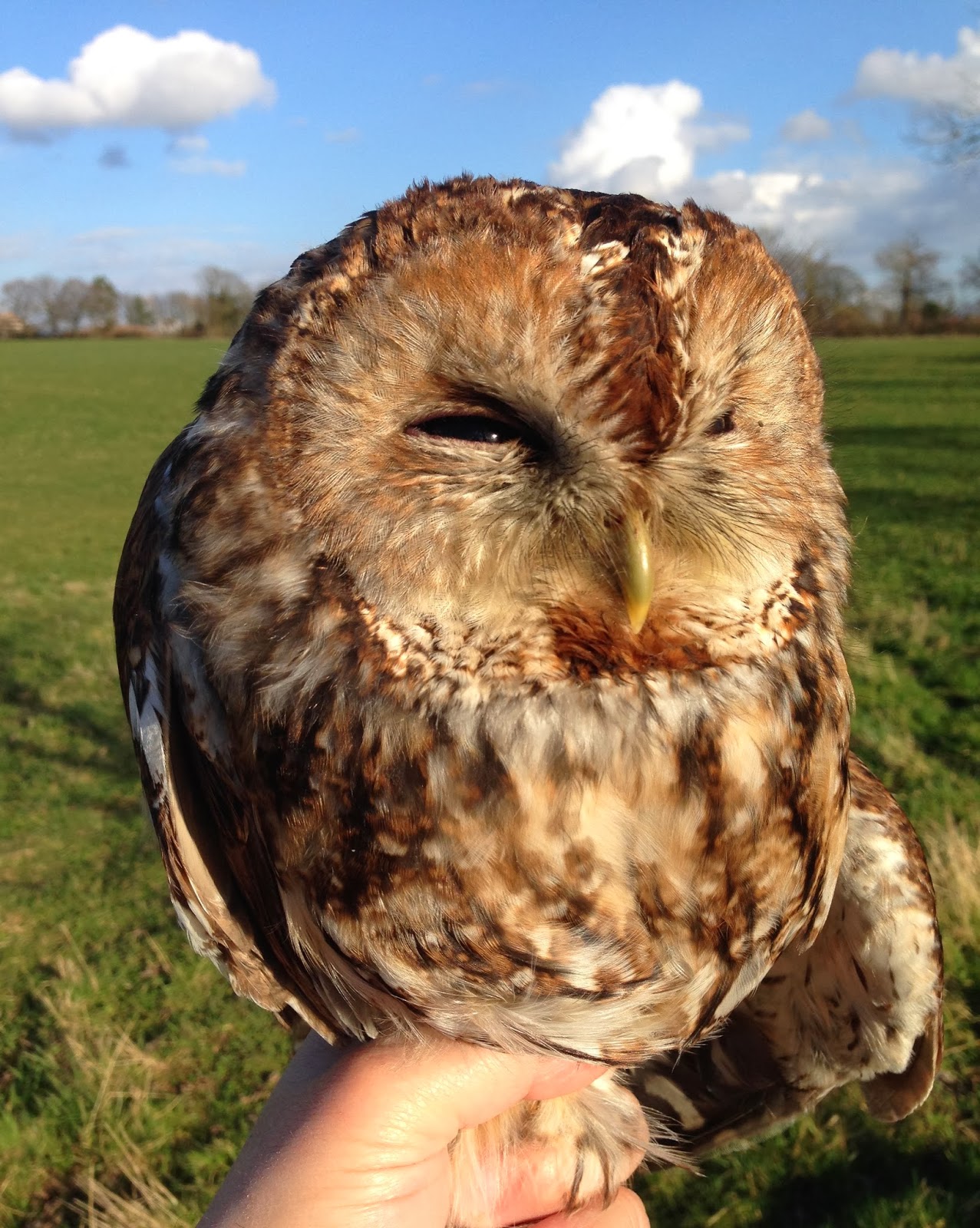 Mid Cheshire Barn Owls: Nesting Tawny Owl