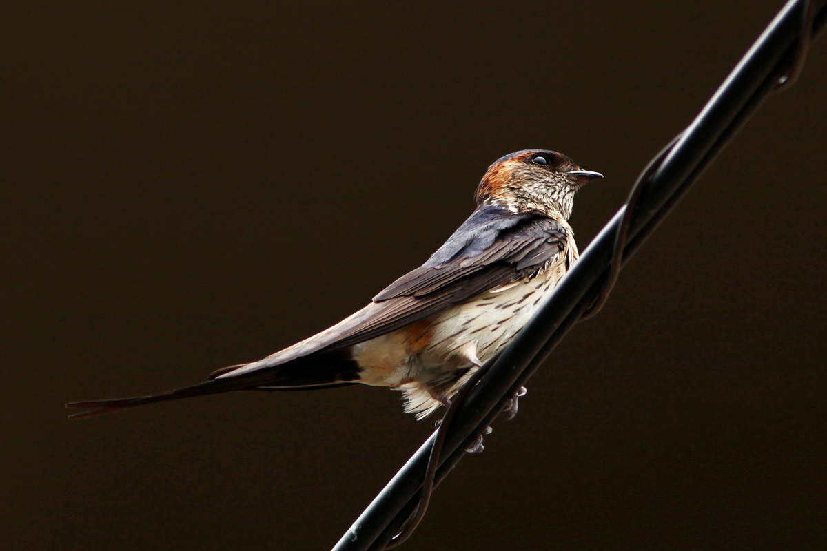Unravel: Red-rumped Swallow